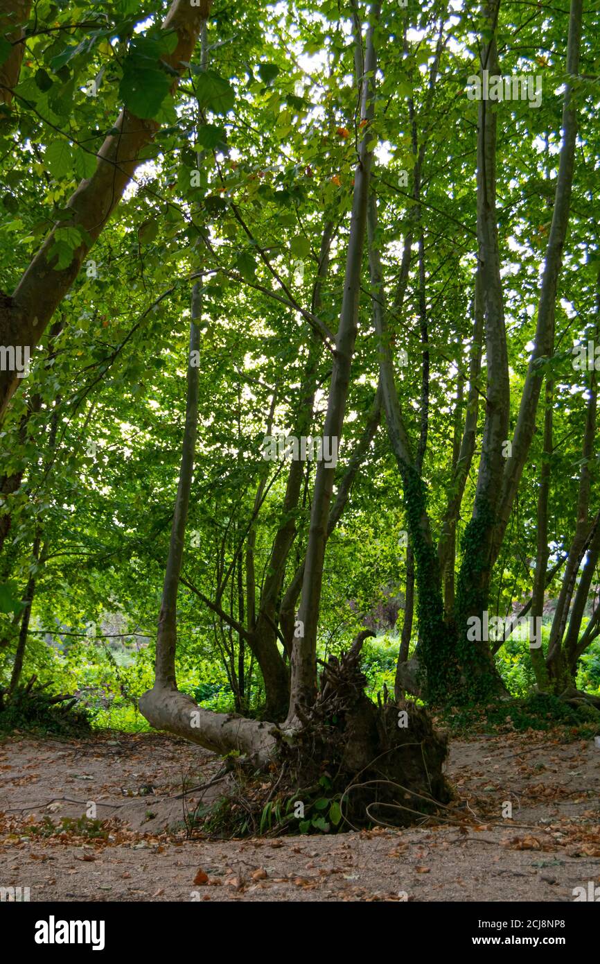 Platano platano hi-res stock photography and images - Alamy