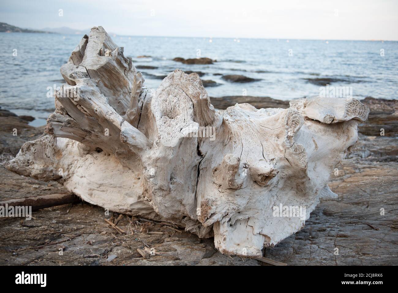 Old broken tree lying on a seashore Stock Photo - Alamy