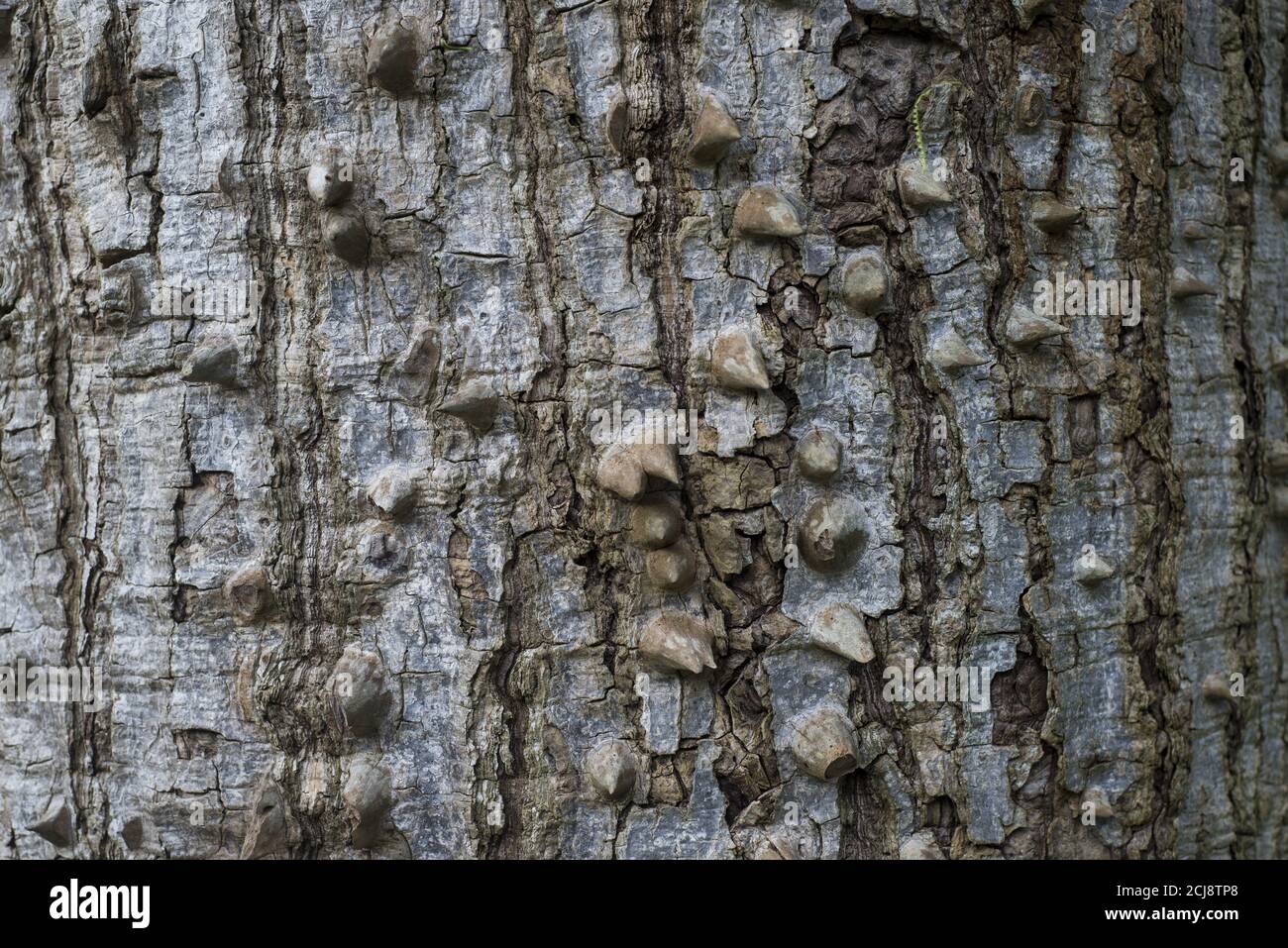 Natural trank hi-res stock photography and images - Alamy