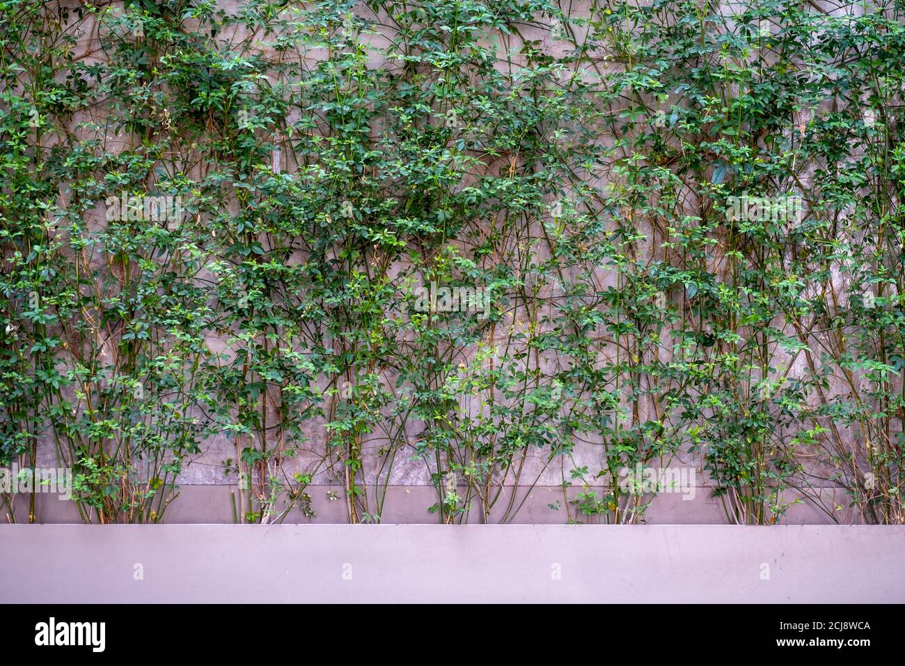 Climbing plants beautifully covering the wall in the garden Stock Photo ...