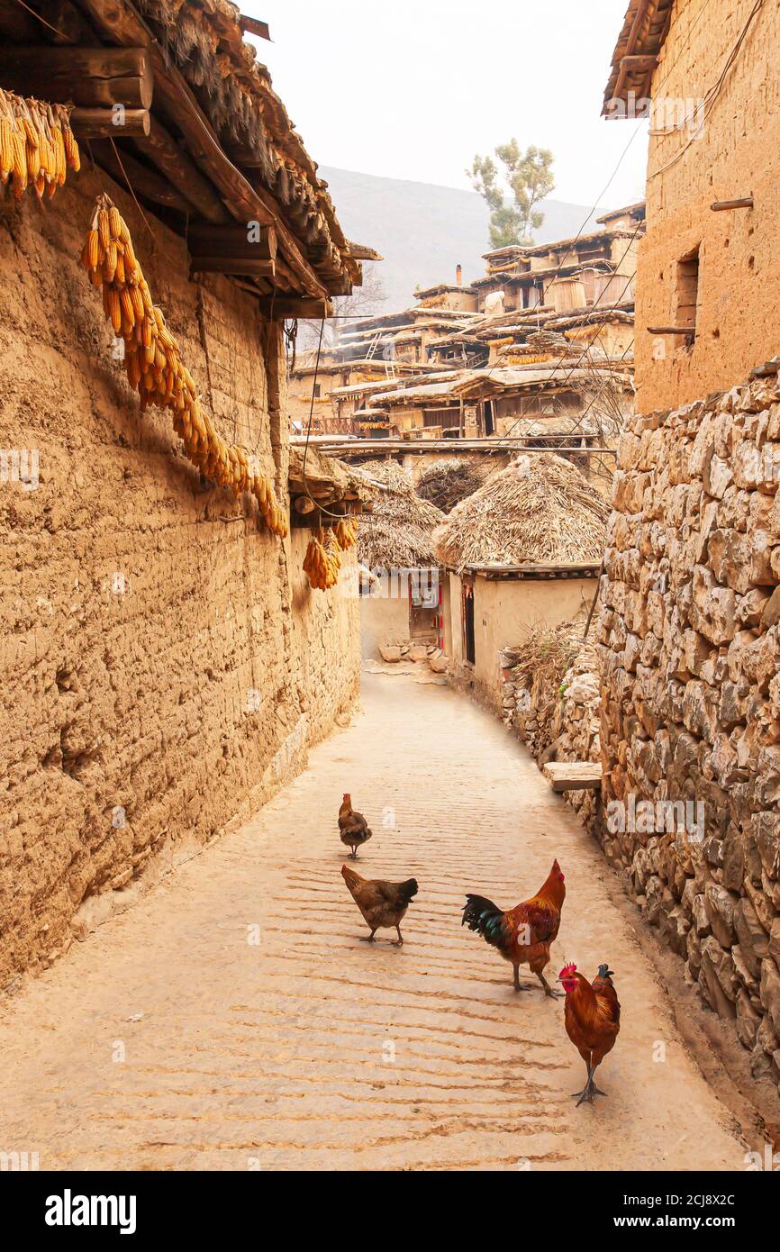 A flock of chicken walks on the alley in an ancient village, rural ...