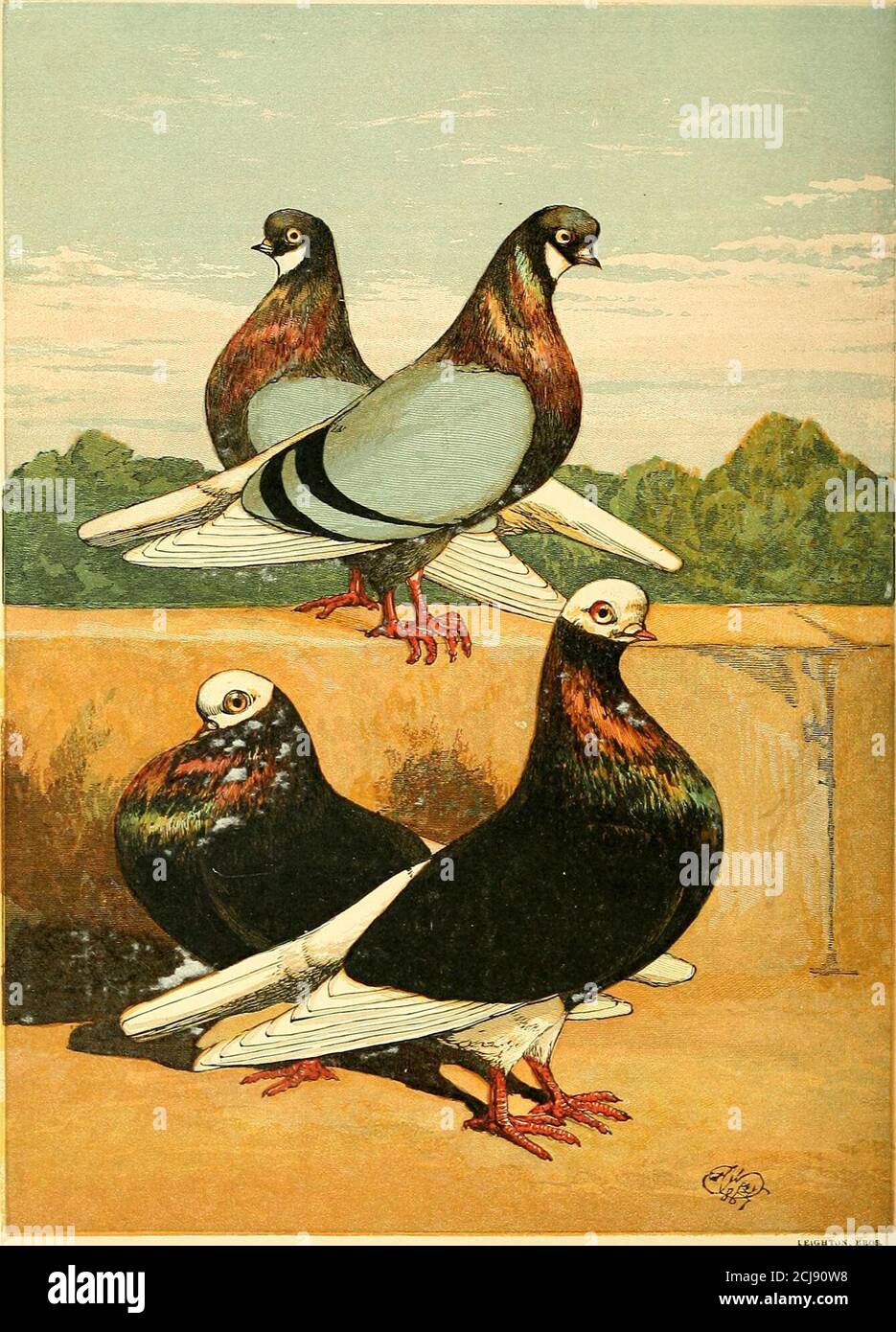 . Pigeons: their structure, varieties, habits, and management . the ...