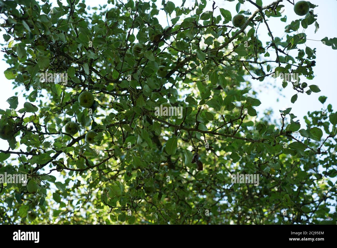 Low angle shot of a pear tree branches with green leaves and pears on a ...