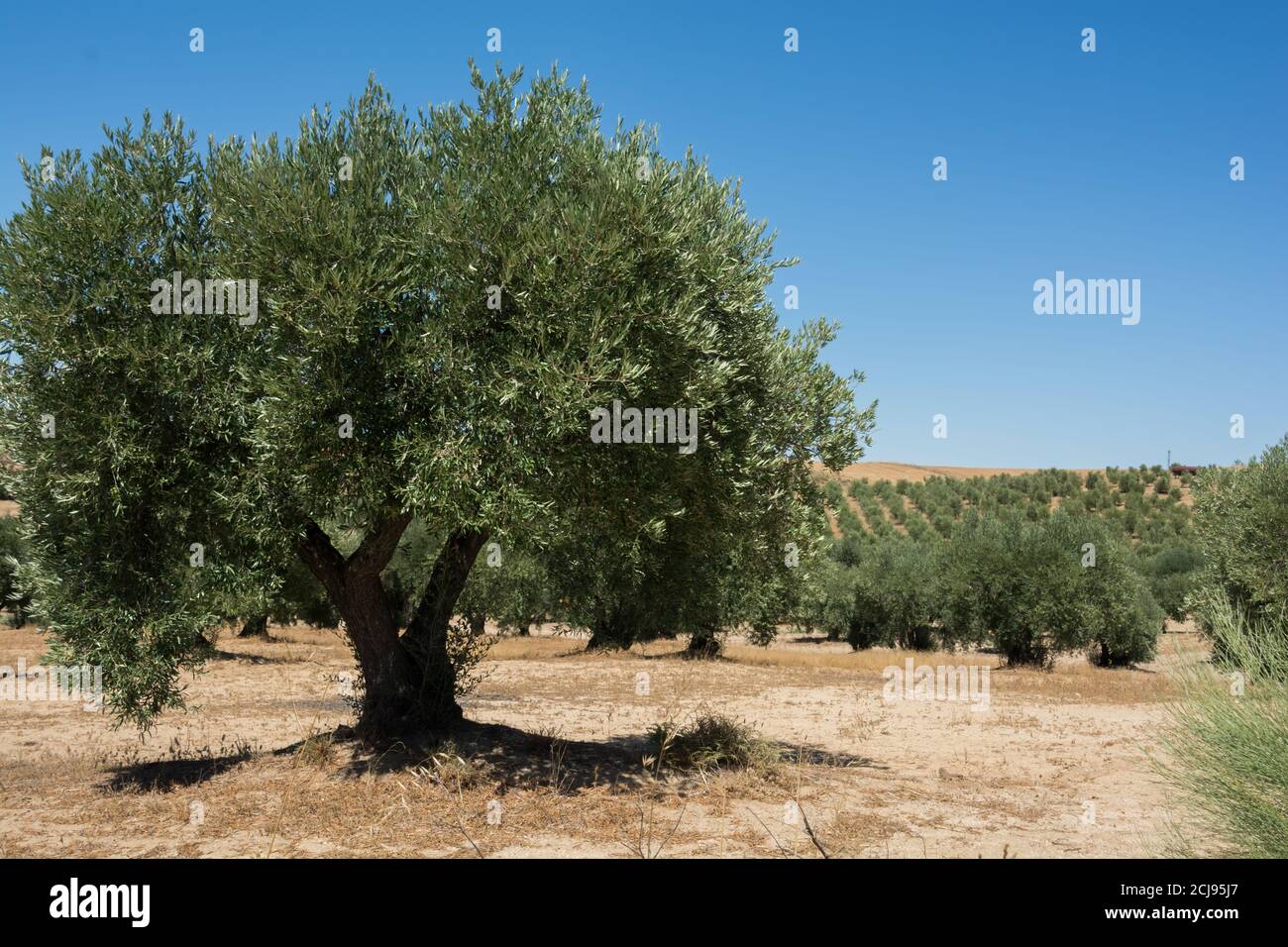 Olive tree in front of an olive plantation Stock Photo - Alamy