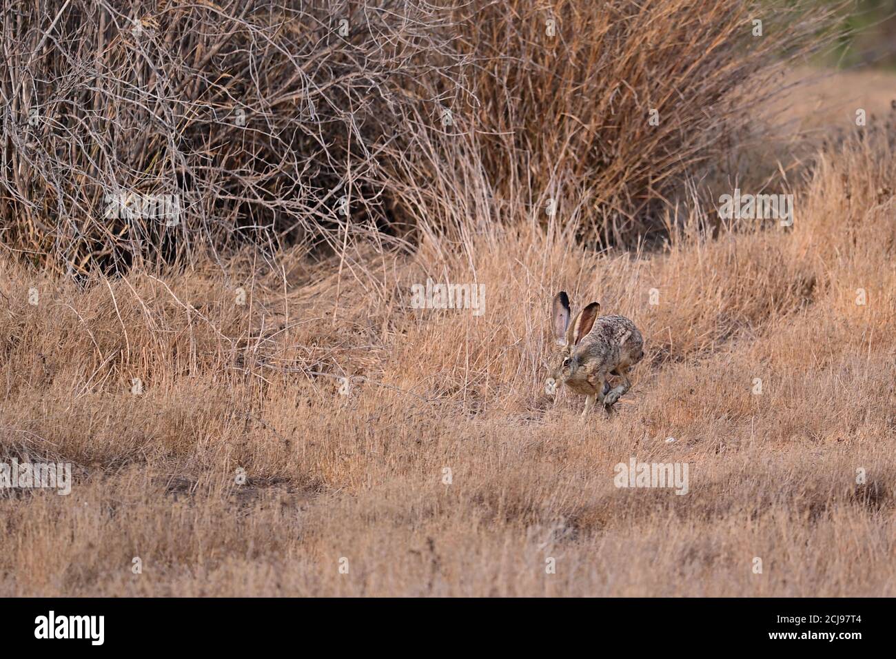Black tailed jackrabbit hi-res stock photography and images - Alamy