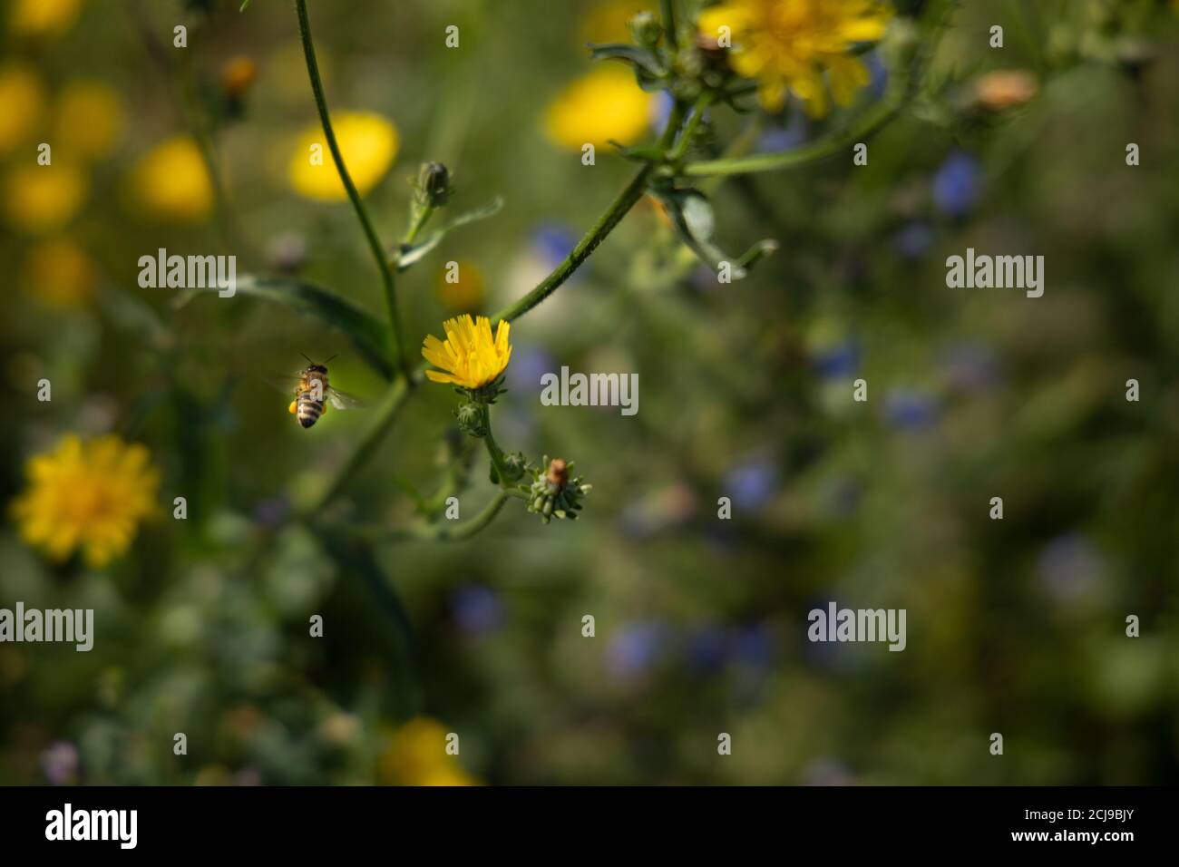 Hawkweed oxtongue hi-res stock photography and images - Alamy