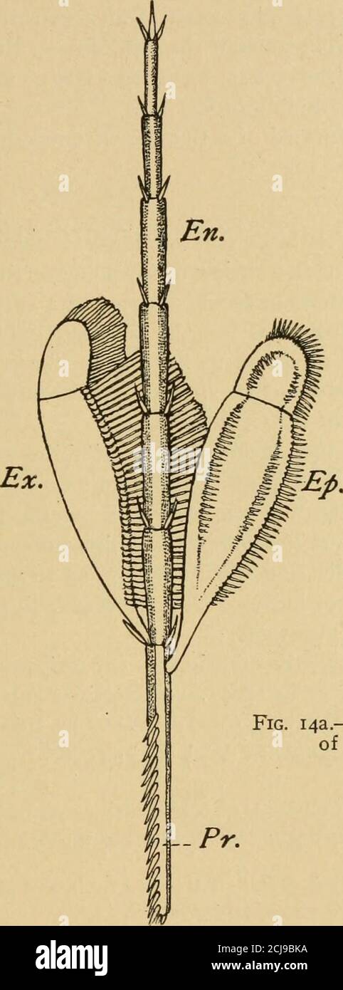 Cephalic position hi-res stock photography and images - Alamy