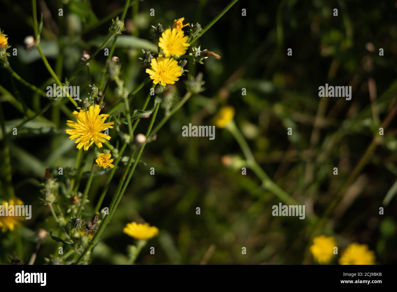 Hawkweed oxtongue hi-res stock photography and images - Alamy