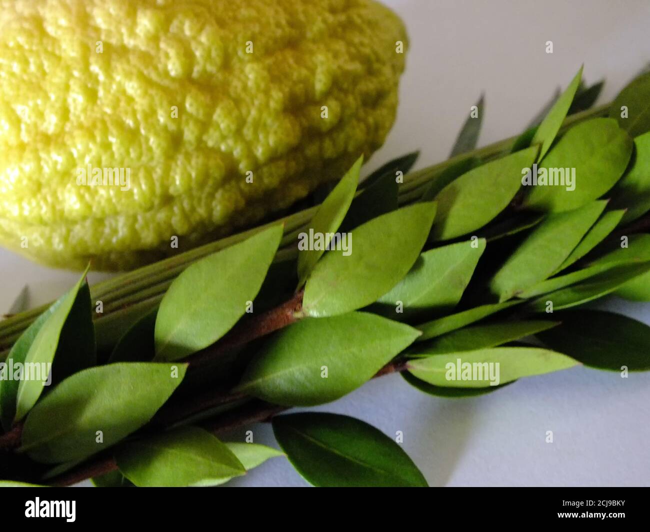 The lulav and the etrog hi-res stock photography and images - Alamy