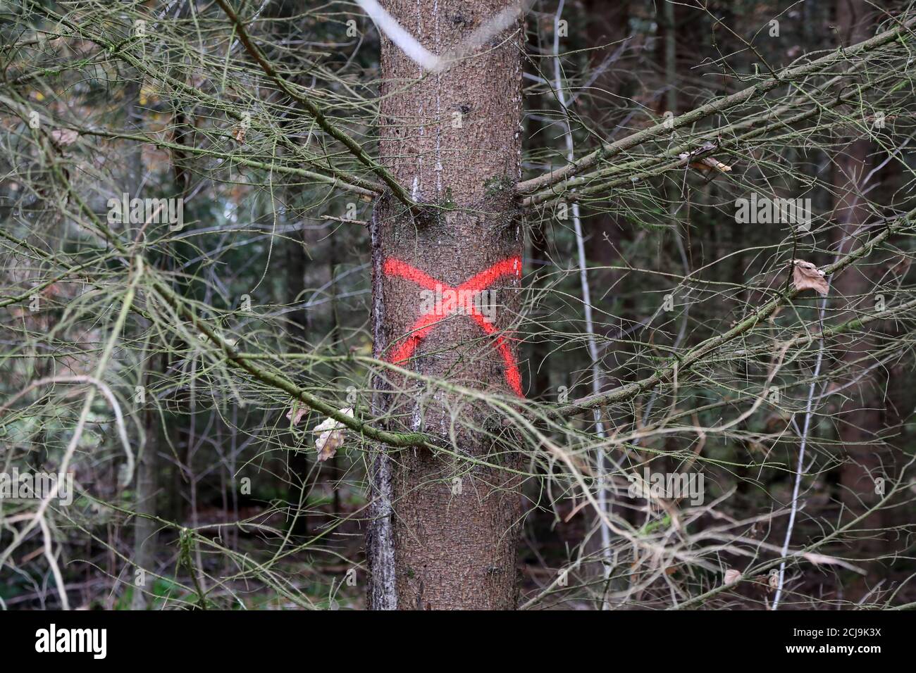 Marked for cutting hi-res stock photography and images - Alamy