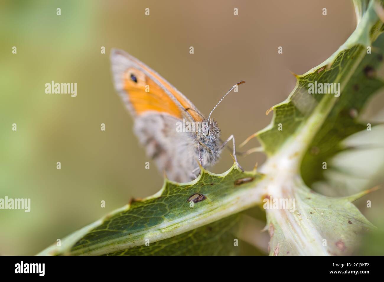 Meadows butterfly hi-res stock photography and images - Alamy