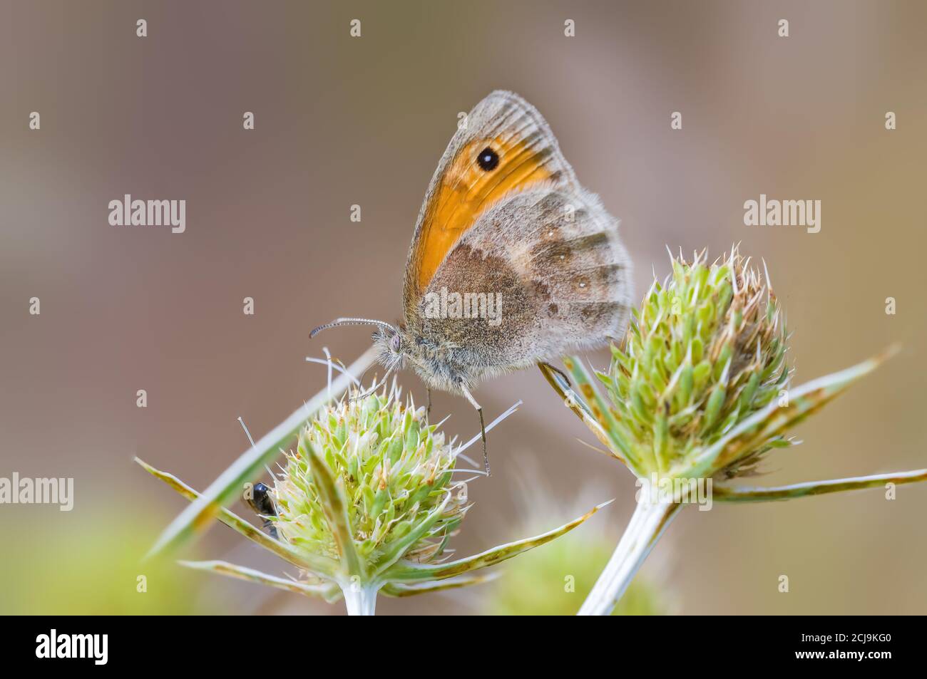 Butterfly leg hi-res stock photography and images - Alamy