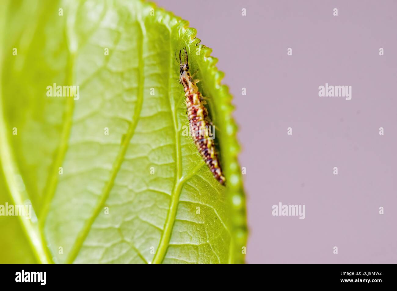 Larvae insect hi-res stock photography and images - Alamy