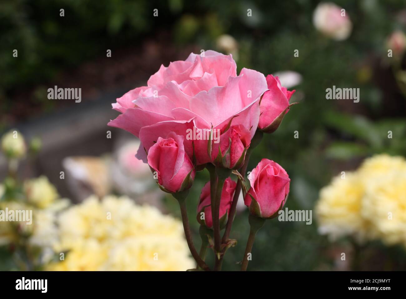 Closeup of pink queen rose flowers Stock Photo - Alamy