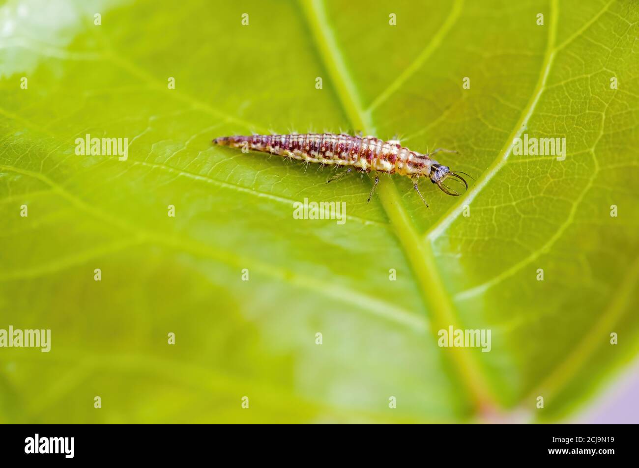 a Small larvae insect on a plant in the meadows Stock Photo - Alamy