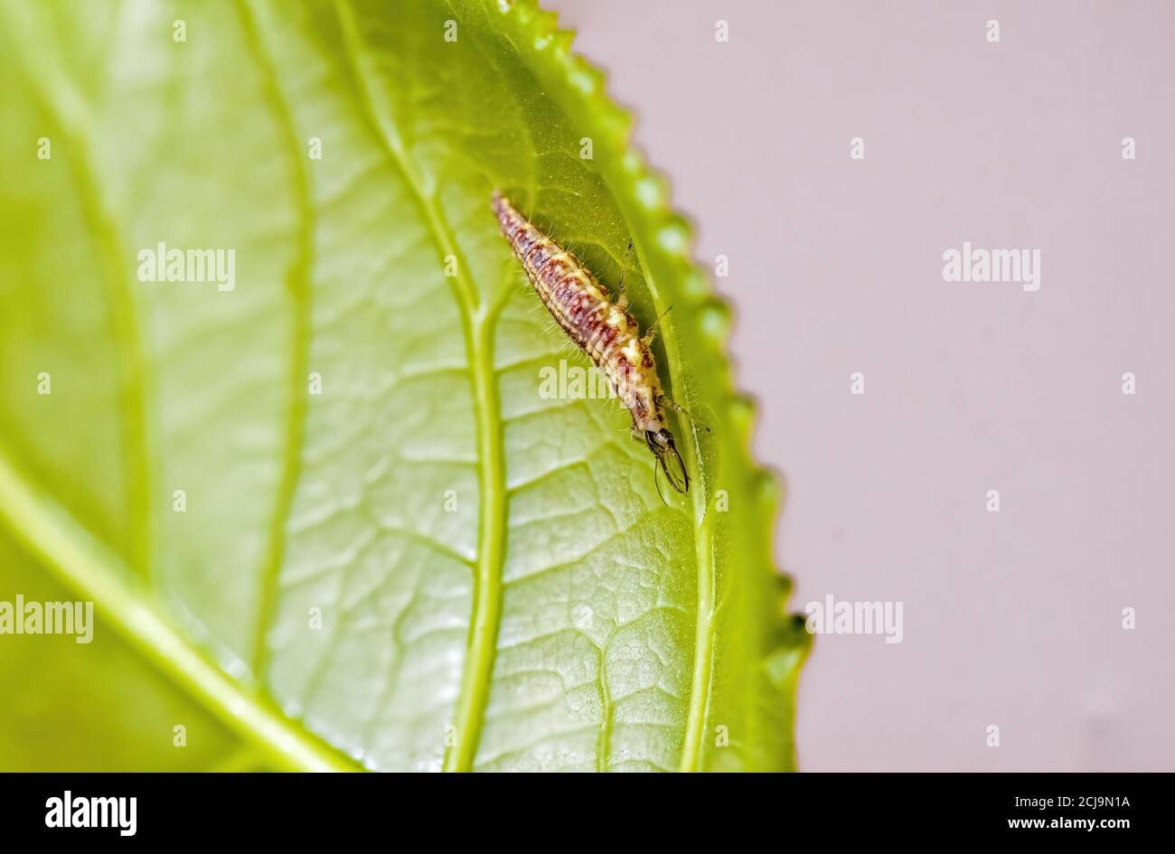 a Small larvae insect on a plant in the meadows Stock Photo - Alamy