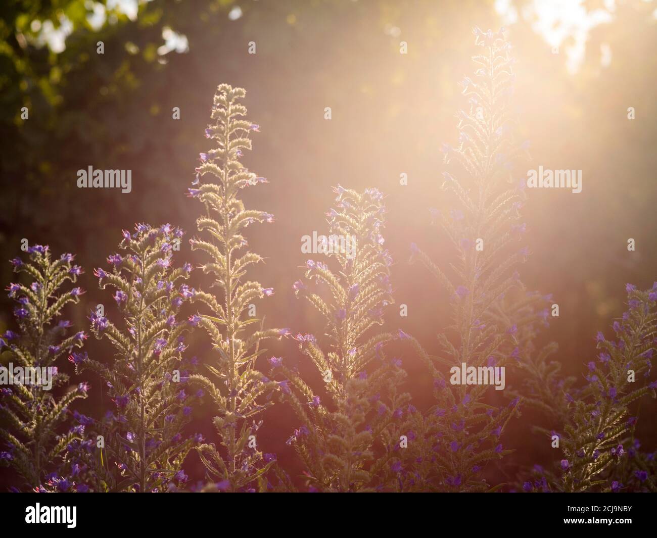 Wild flowers backlight Stock Photo - Alamy