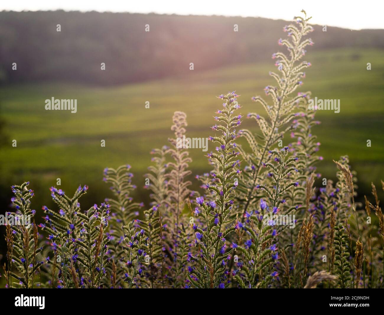 Wild flowers backlight Stock Photo - Alamy