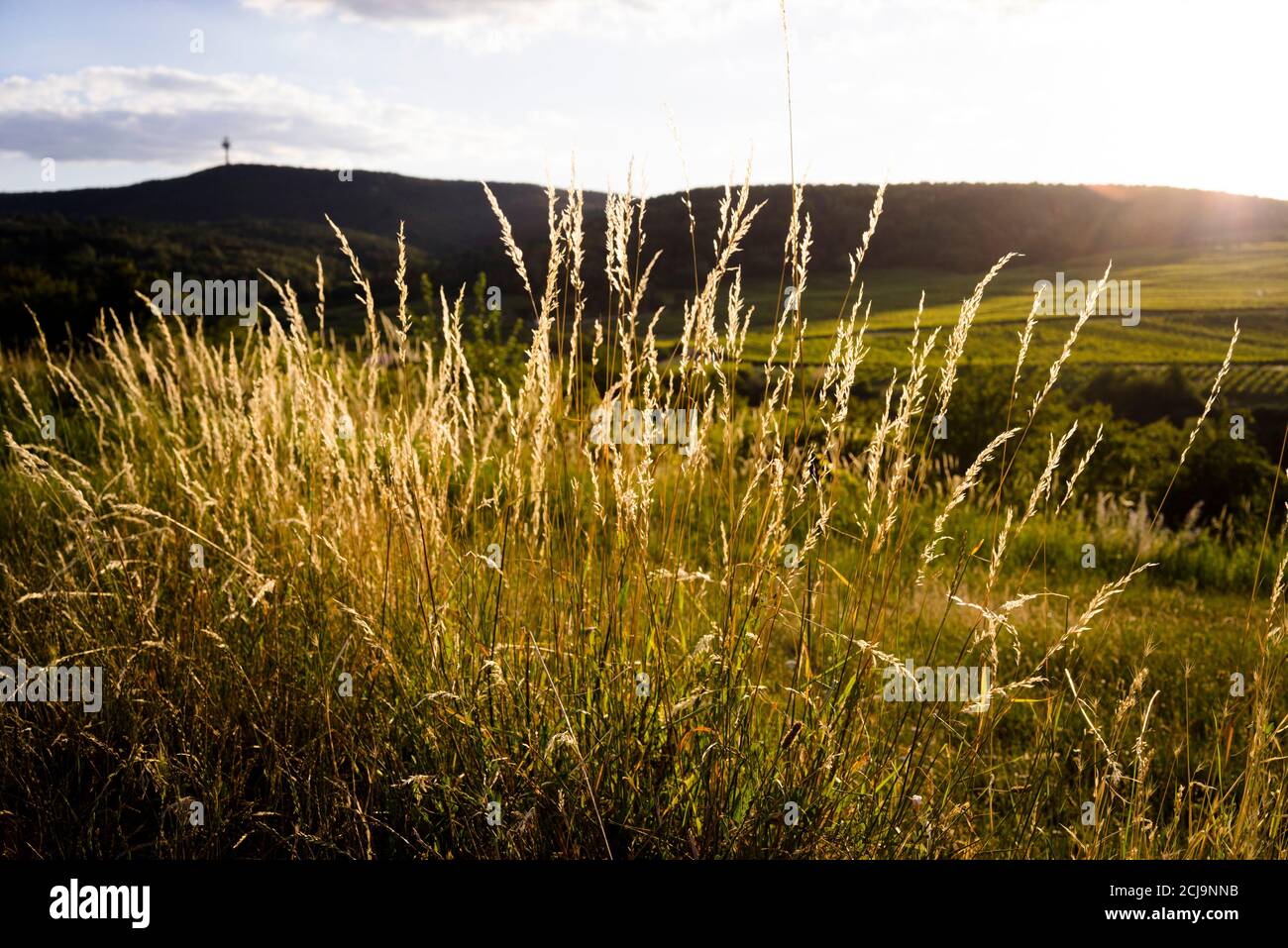 Wild flowers backlight Stock Photo - Alamy