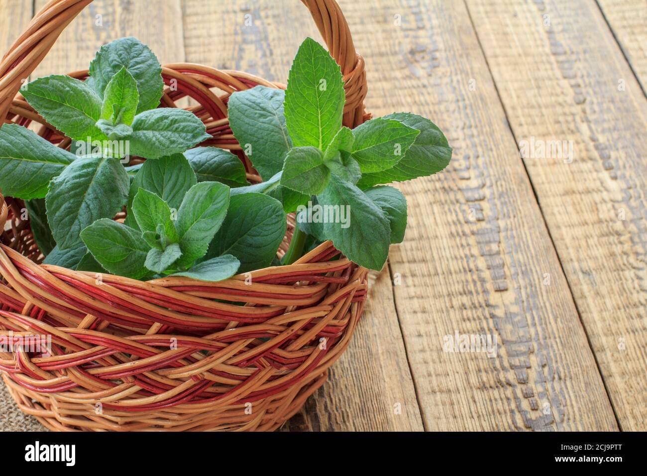 Sheaf of fresh green mint in a wicker basket on the old wooden boards ...