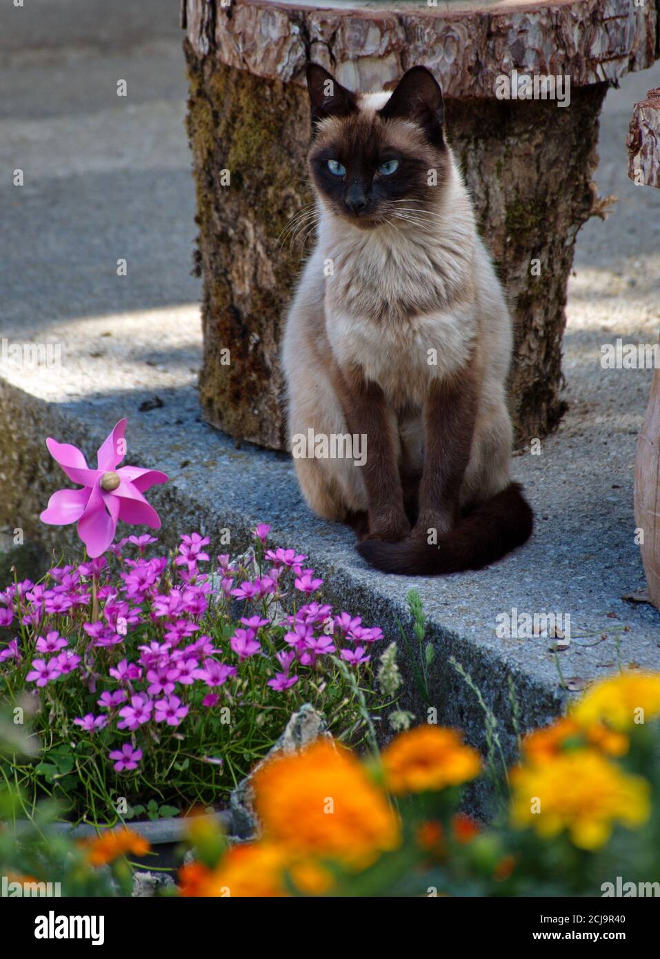 Siamese cat and flowers hi-res stock photography and images - Alamy