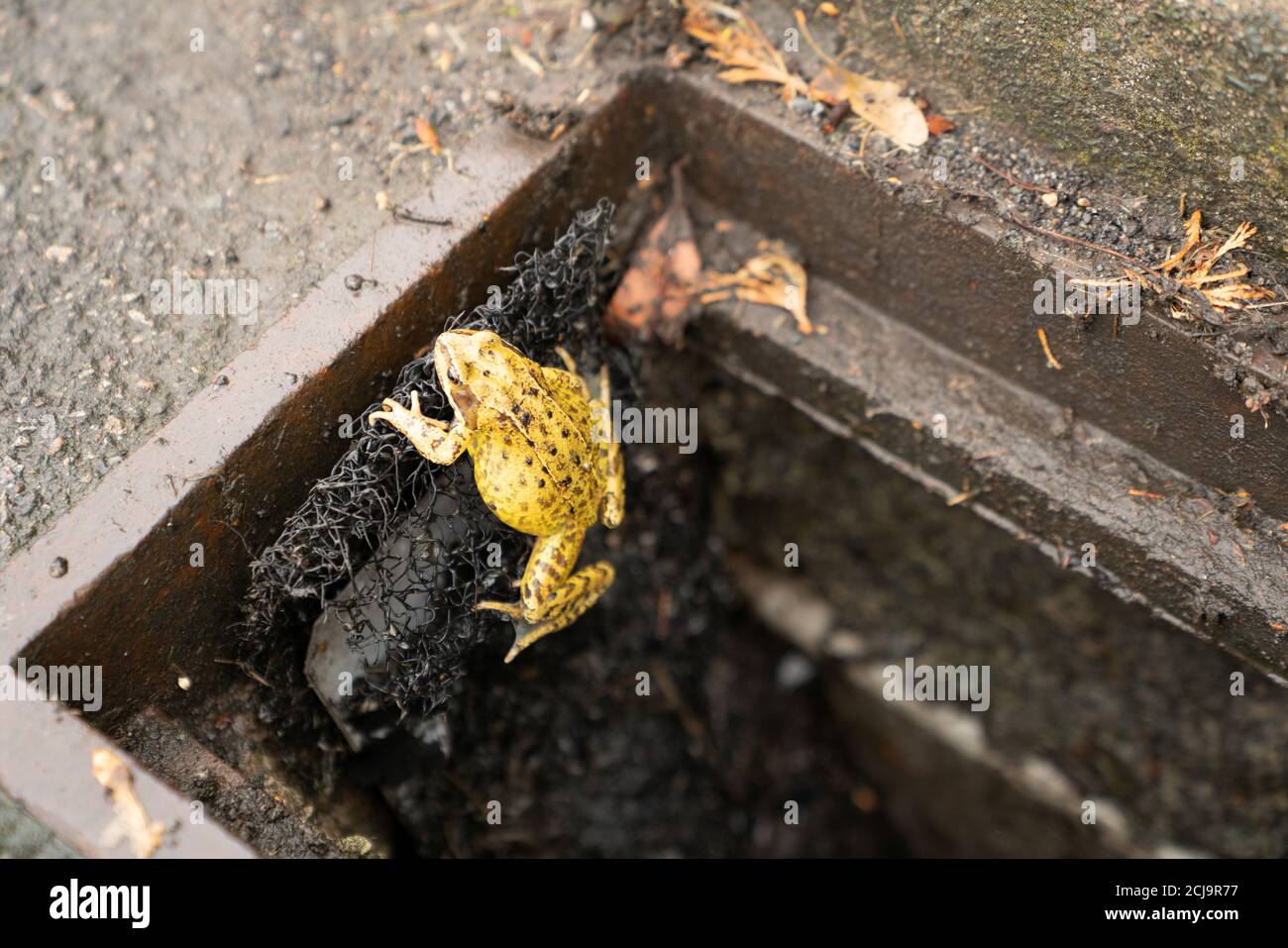 Frog ladders hi-res stock photography and images - Alamy