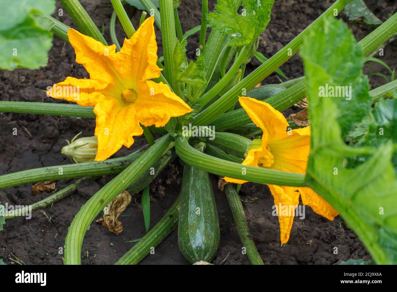 Flower of vegetable marrow and the young one growing on the bush ...