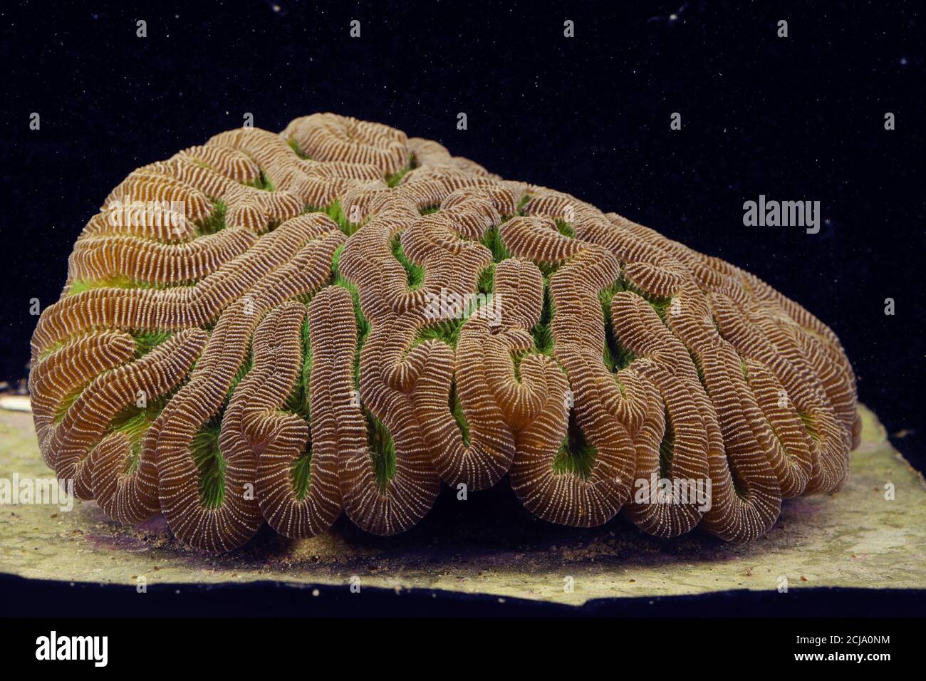Boulder brain coral hi-res stock photography and images - Alamy