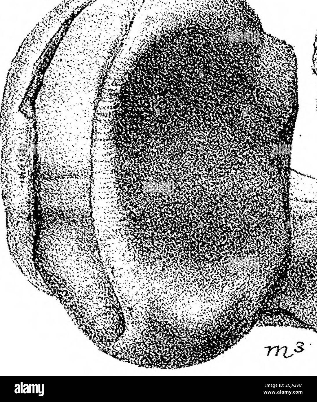 Diprotodon hi-res stock photography and images - Alamy