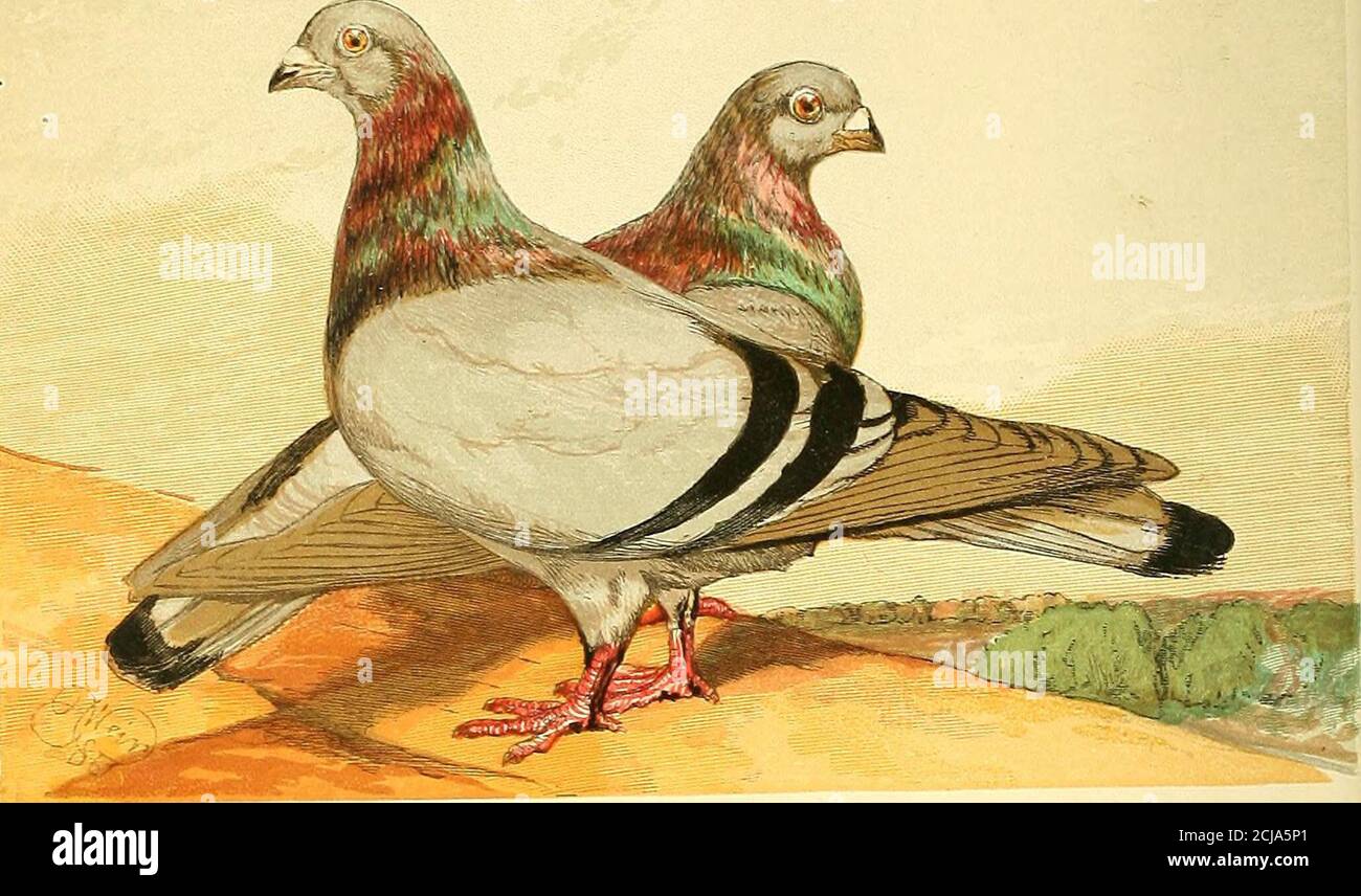 Pigeons varieties hi-res stock photography and images - Alamy