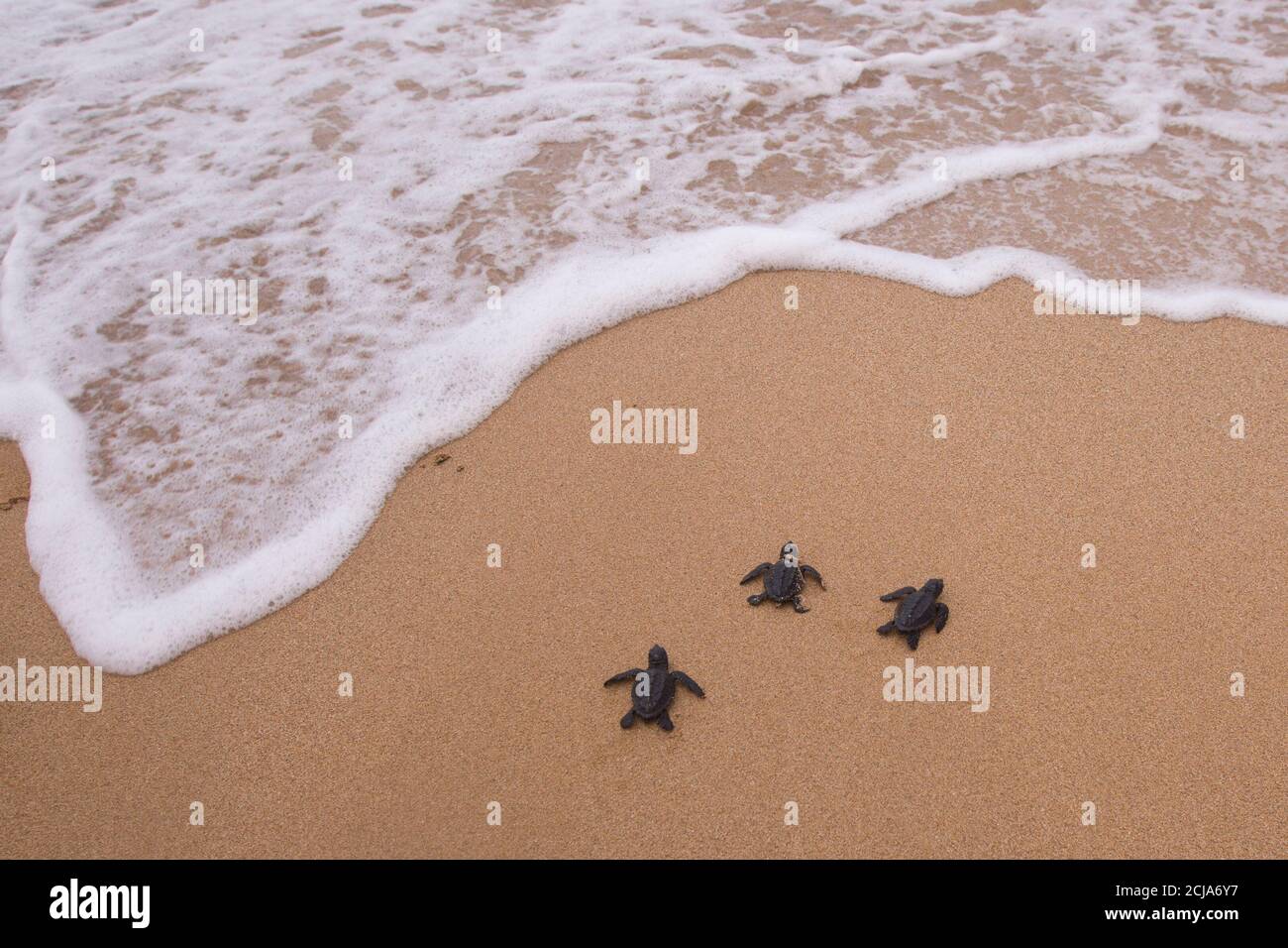 Green sea turtle hatchlings hi-res stock photography and images - Alamy
