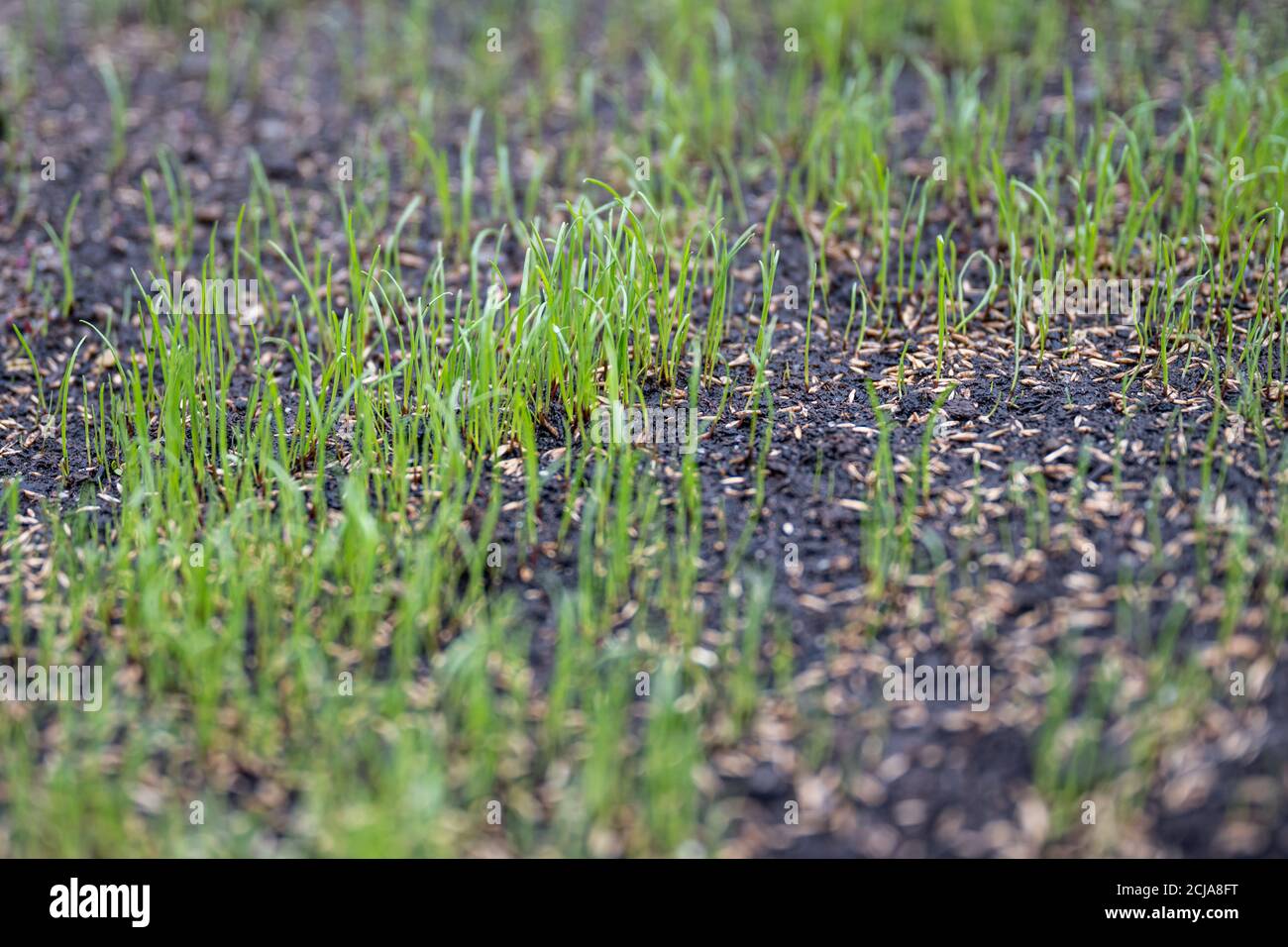 Grains and rain garden with nature hi-res stock photography and images ...
