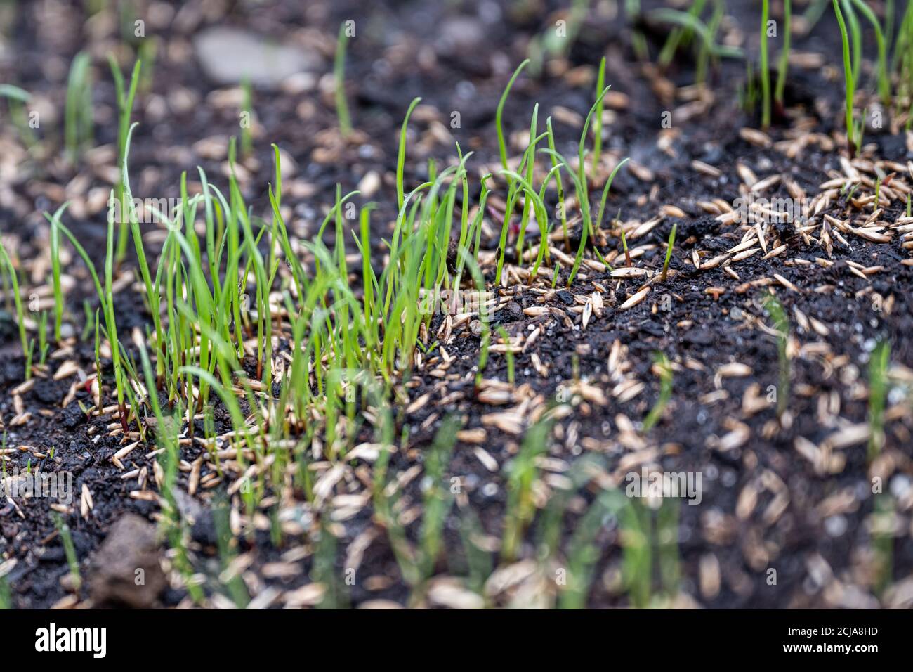Sprouting crops hi-res stock photography and images - Alamy