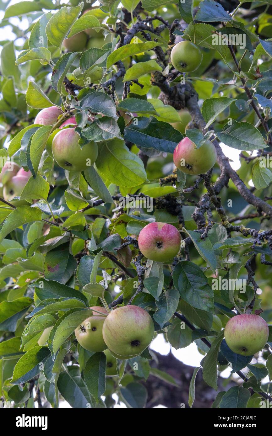 Vertical shot of apples on tree branches Stock Photo - Alamy