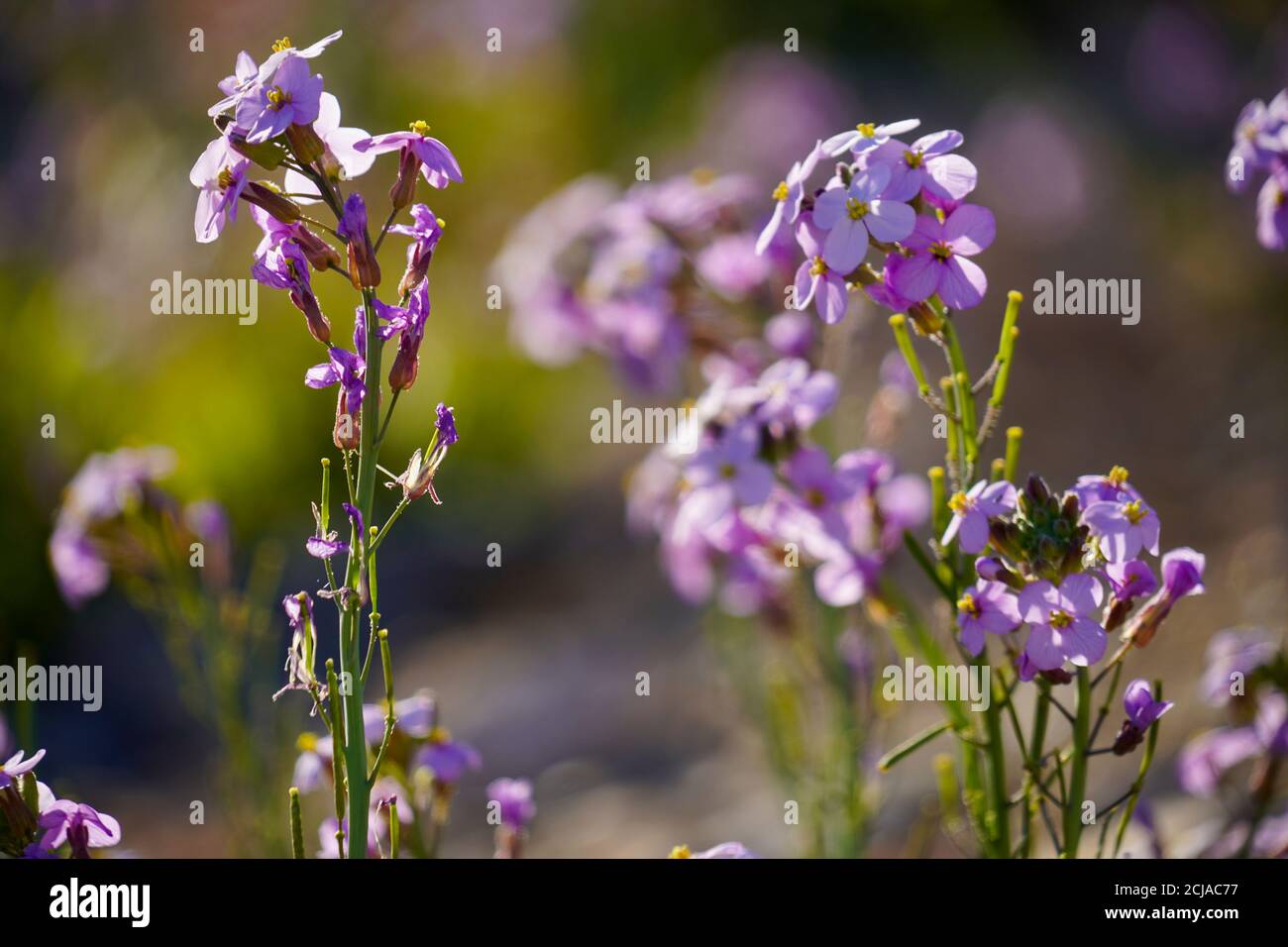Blooming Purple Matthiola aspera After a rare rainy season in the Arava ...