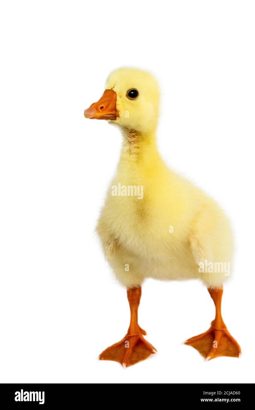 White domestic embden goose Cut Out Stock Images & Pictures - Alamy White domestic embden goose Cut Out Stock Images & Pictures - Alamy