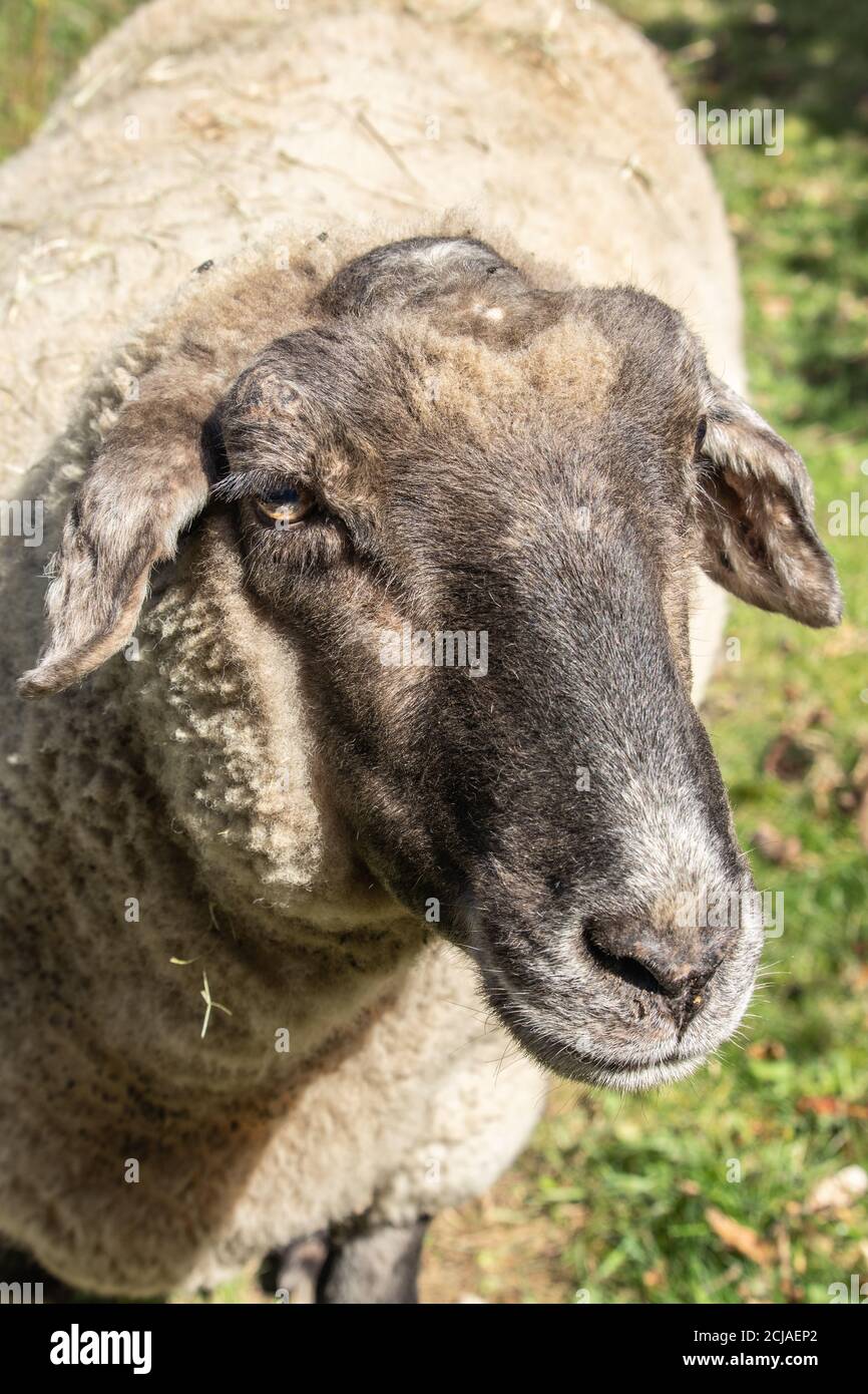 Vertical shot of a sheep in nature Stock Photo - Alamy