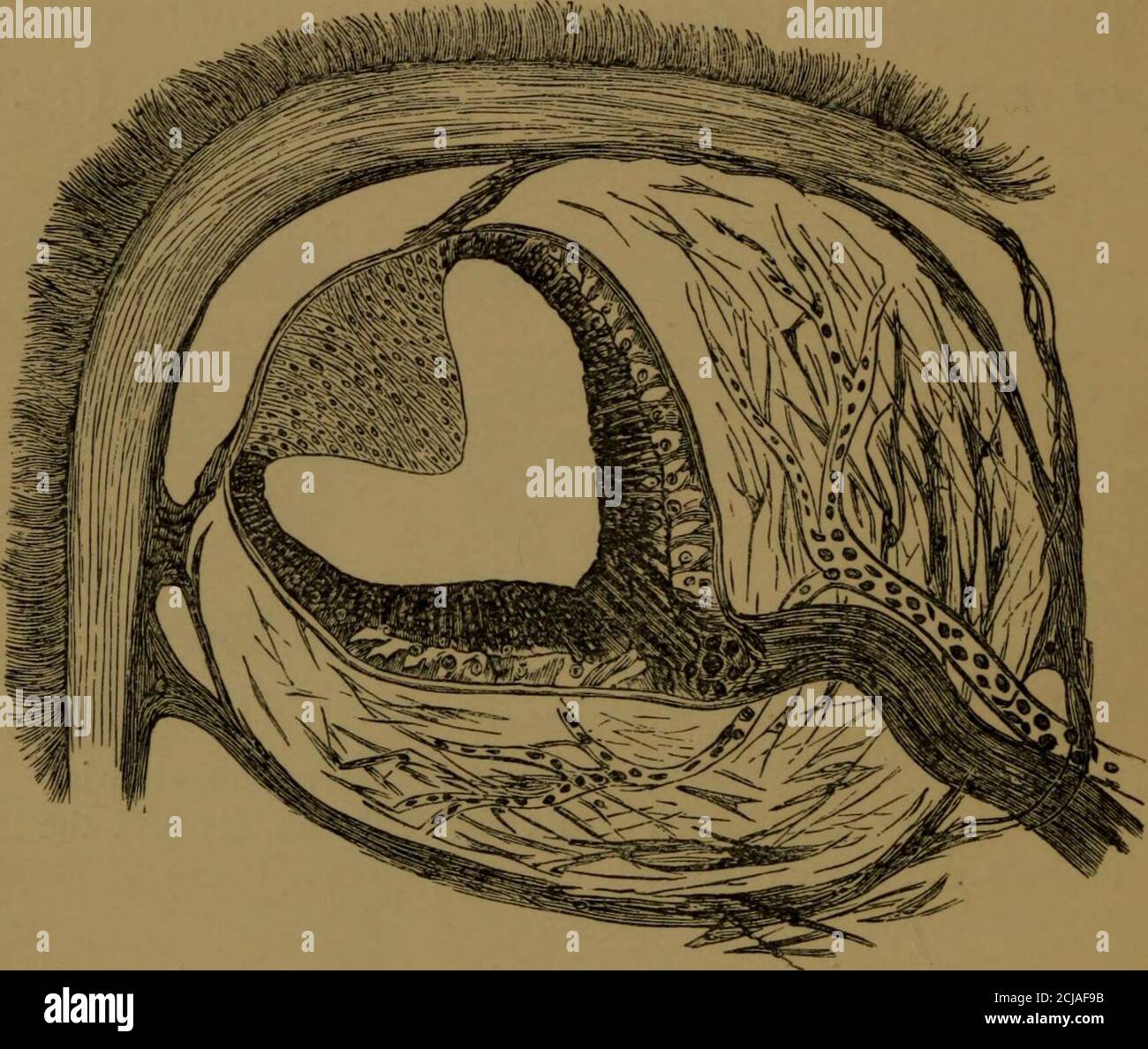 . Evolution and disease . Sphenodon, showingthe relation of the pineal ...