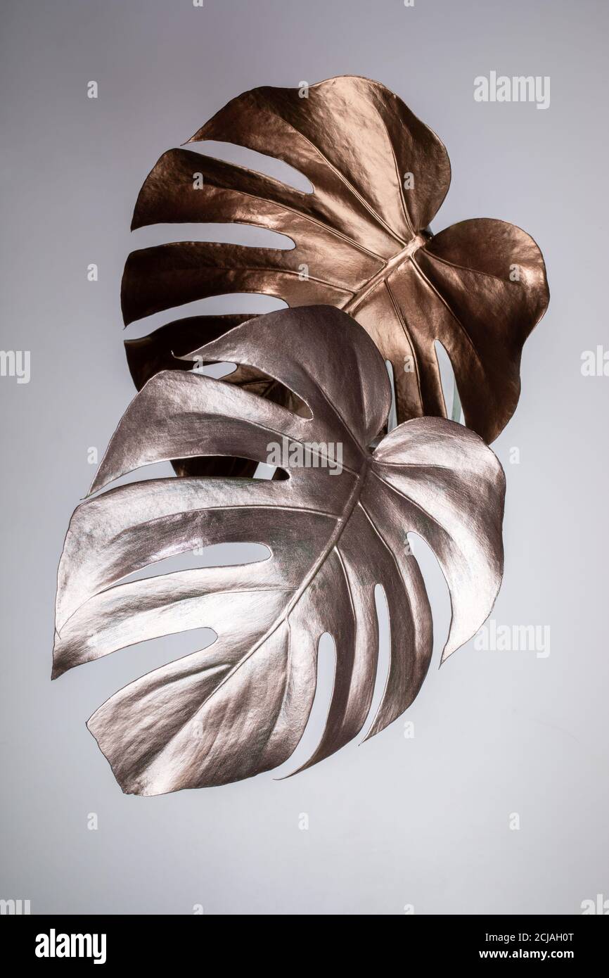 Silver grey leaves hi-res stock photography and images - Alamy