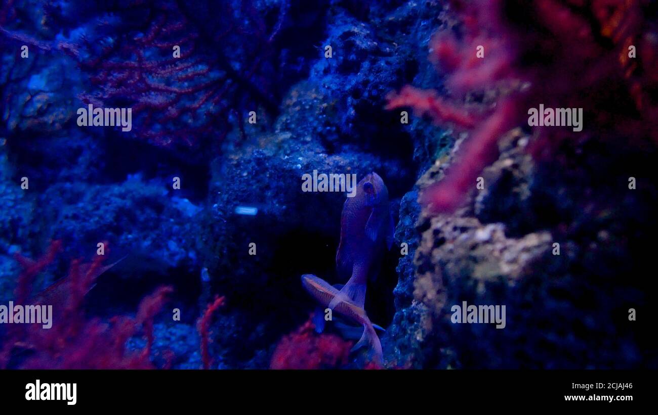 Marine colored fish swimming hi-res stock photography and images - Alamy