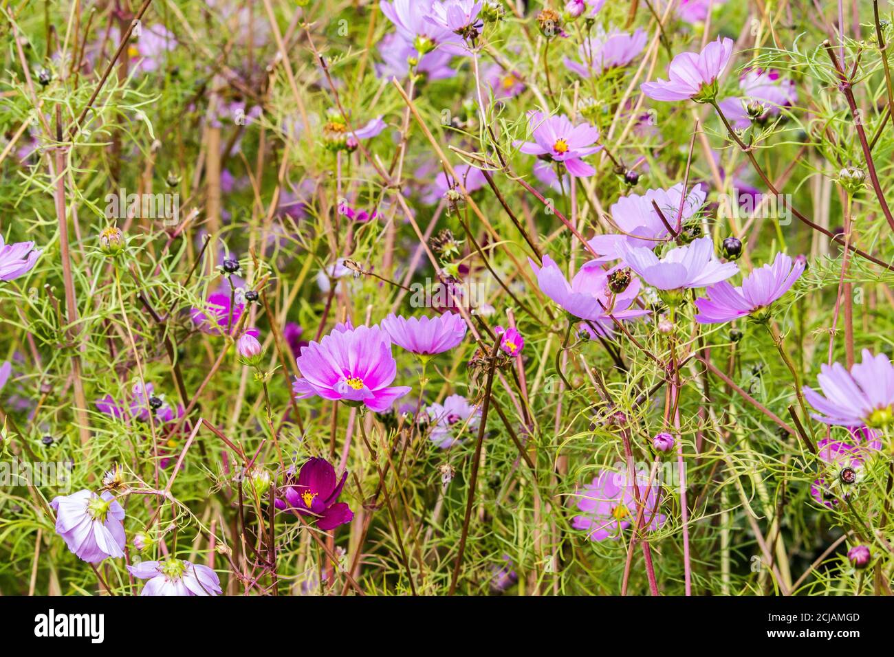 Closeup shot of wild cosmos flowers Stock Photo - Alamy