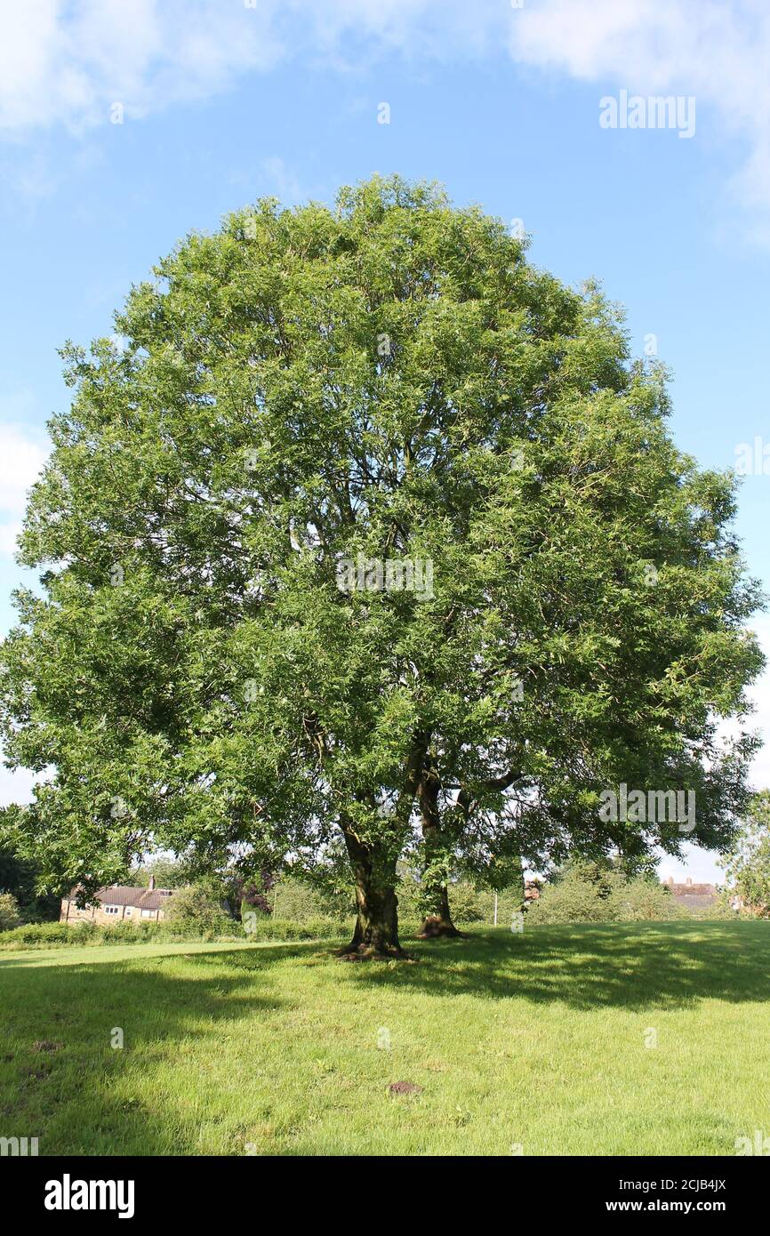 Scenic view of a large Ash tree in the English countryside with blue ...