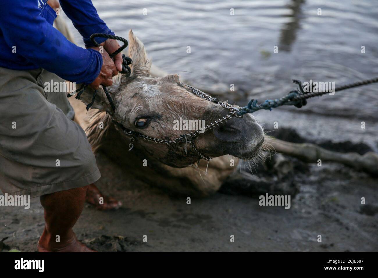 Injured Horse High Resolution Stock Photography and Images - Alamy