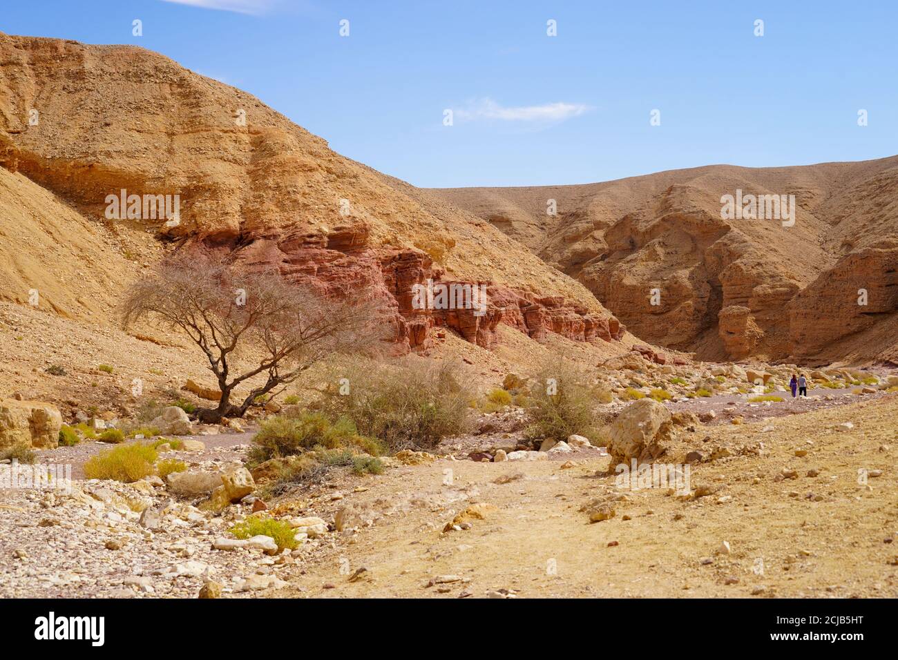 Plant surviving in the harsh and arid desert conditions. Photographed ...
