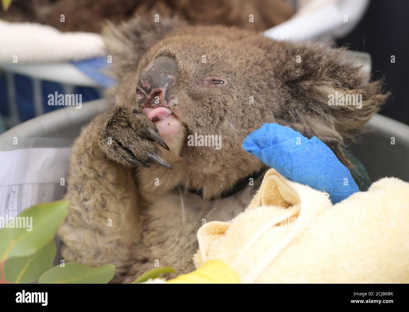 Koala injured in 2020 bushfires hi-res stock photography and images - Alamy