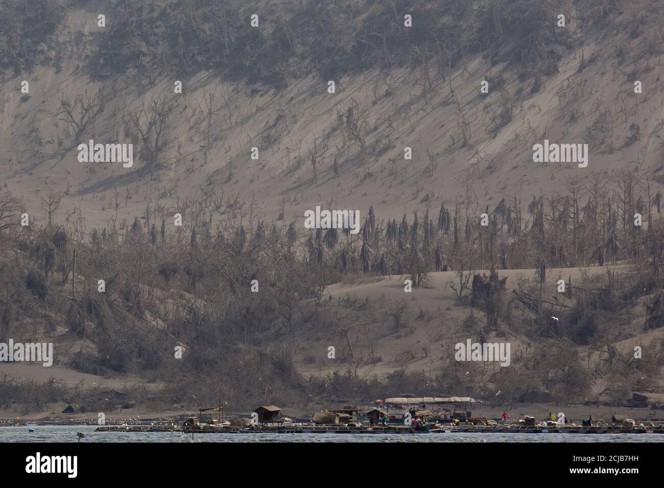 Taal Trees High Resolution Stock Photography and Images - Alamy