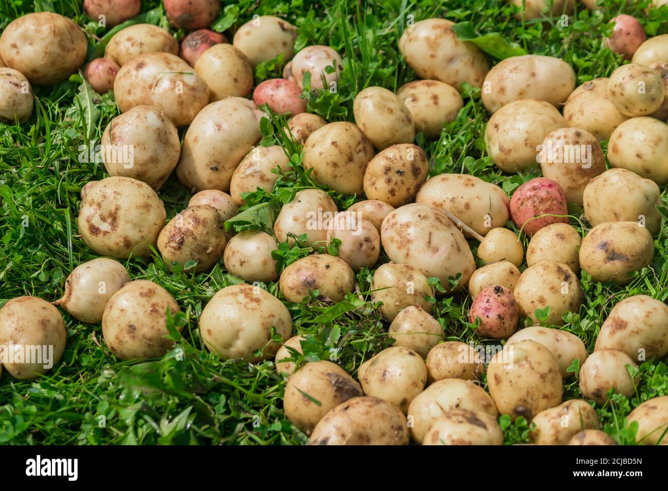 field of fresh crop of potatoes. Farming and agriculture concept Stock ...