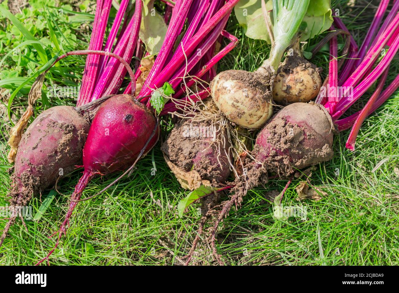 Fresh harvest of beetroot and onion on the ground. Clean and dirty ...