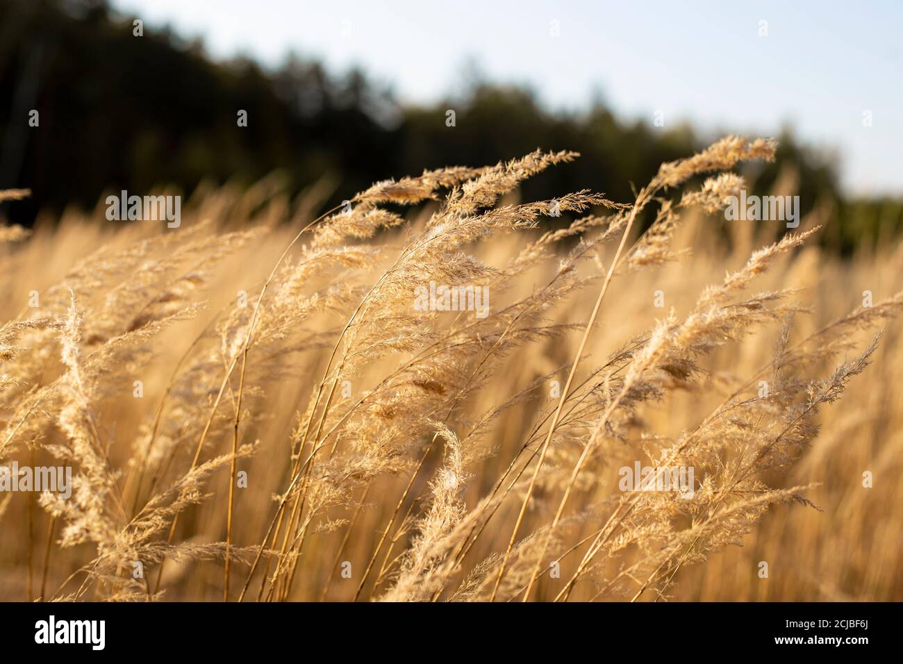 Close up grass on mountain in the evening. Tall dry grass. Autumn ...