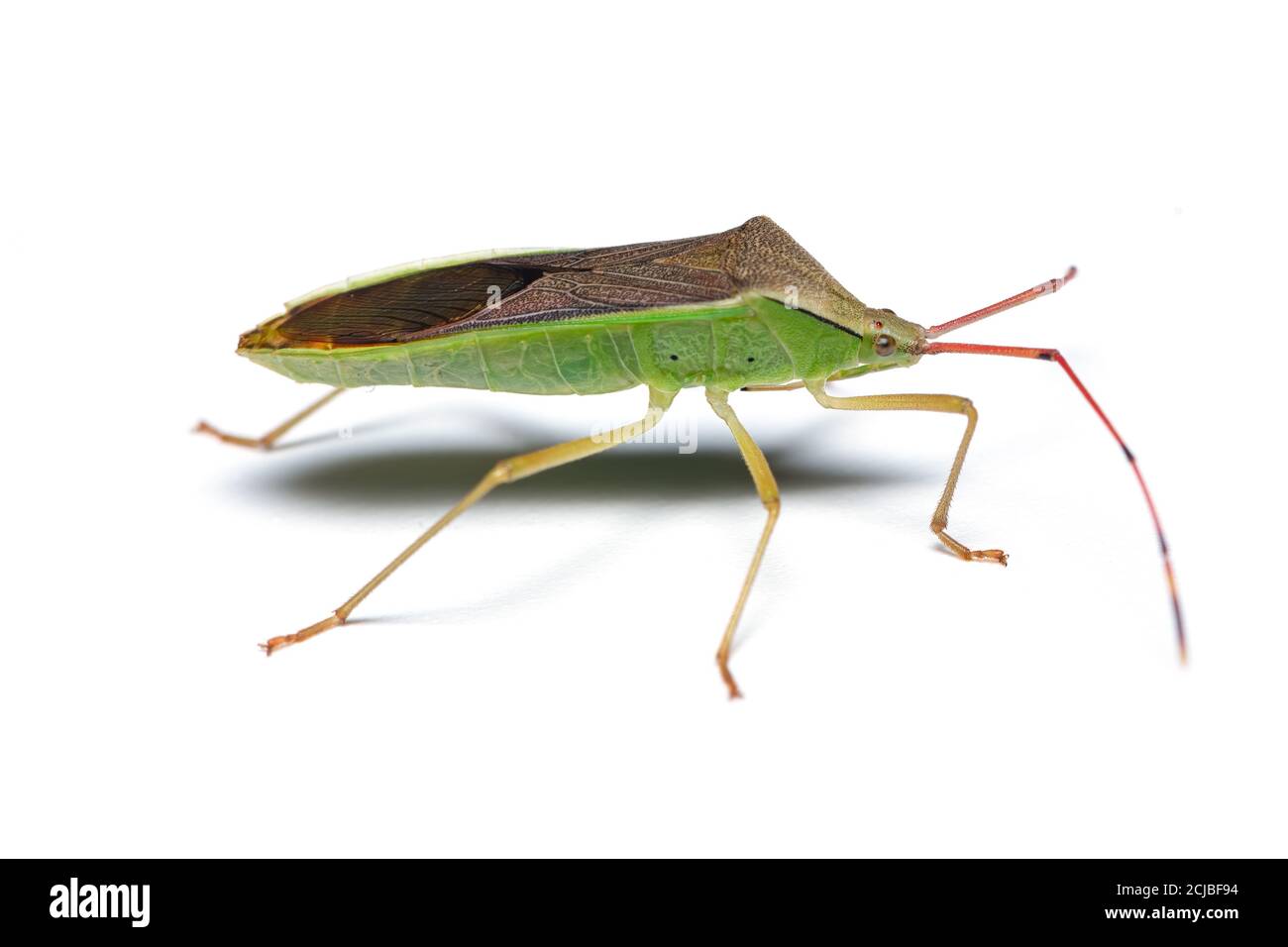 Slender Rice Bug, sciencetific name is Cletus trigonus isolated on ...